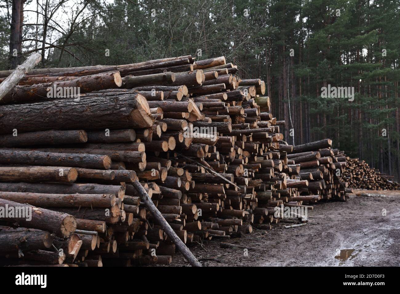 Stack of cut pine tree logs in a forest. Wood logs, timber logging ...