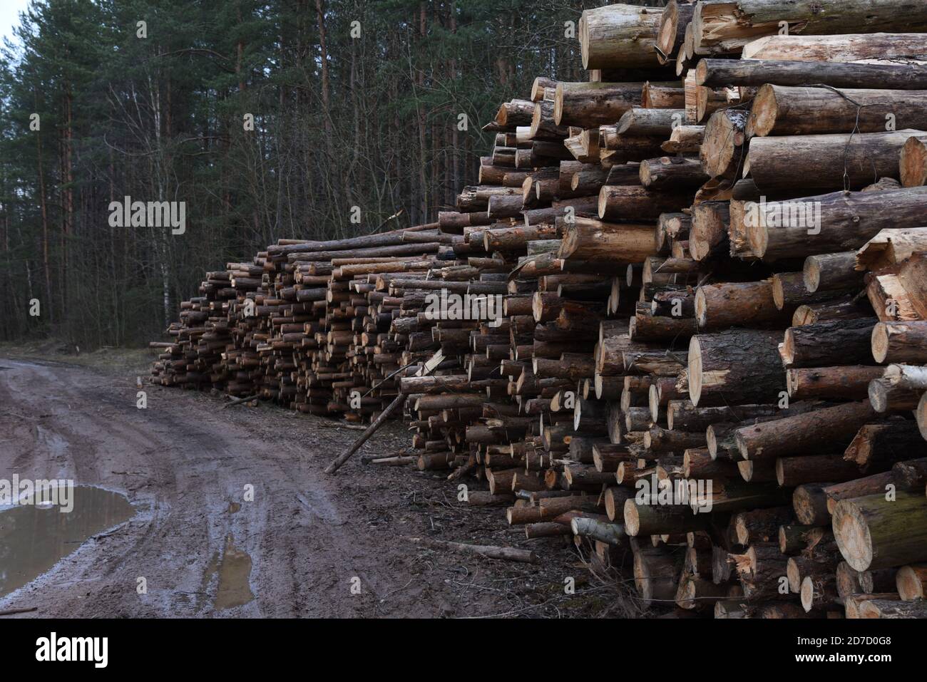 Stack of cut pine tree logs in a forest. Wood logs, timber logging ...