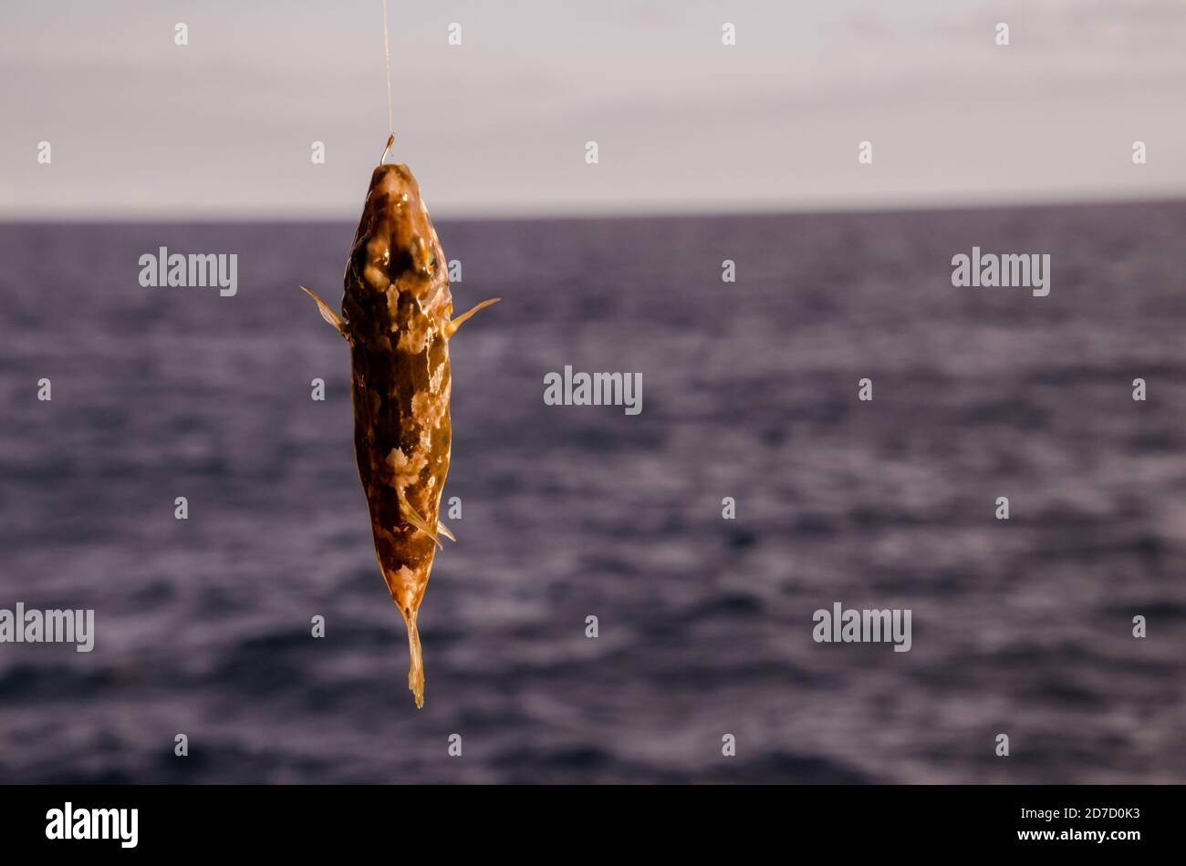 One Sea Fish Hooked Stock Photo - Alamy