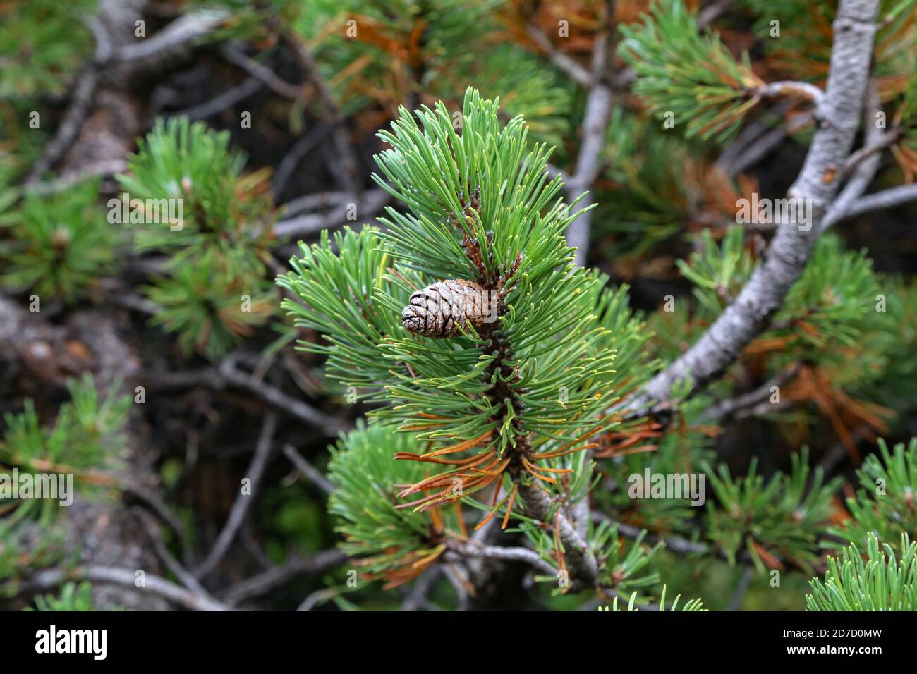 Creeping pines hi-res stock photography and images - Alamy