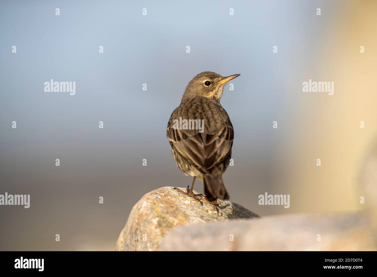 Rock Pipit; Anthus petrosus; UK Stock Photo - Alamy