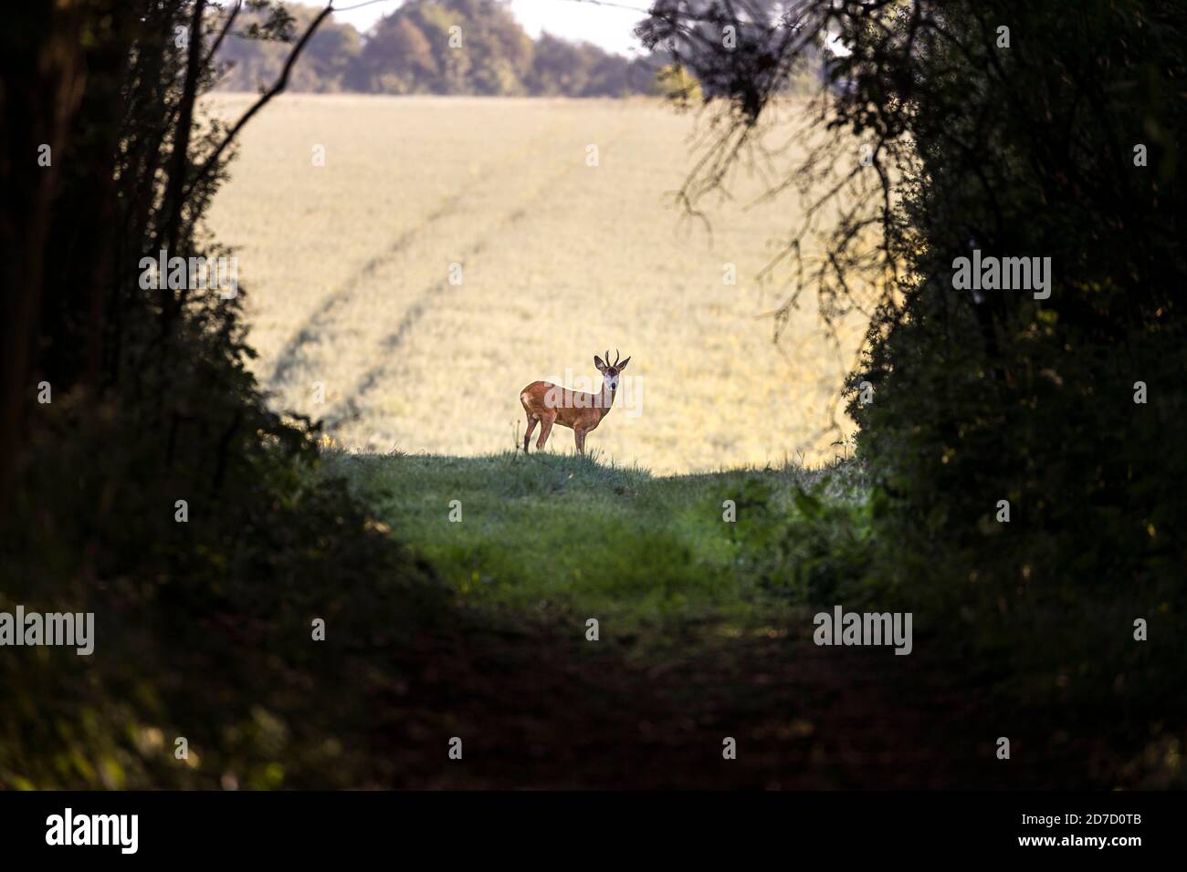 Roe deer stag hi-res stock photography and images - Alamy