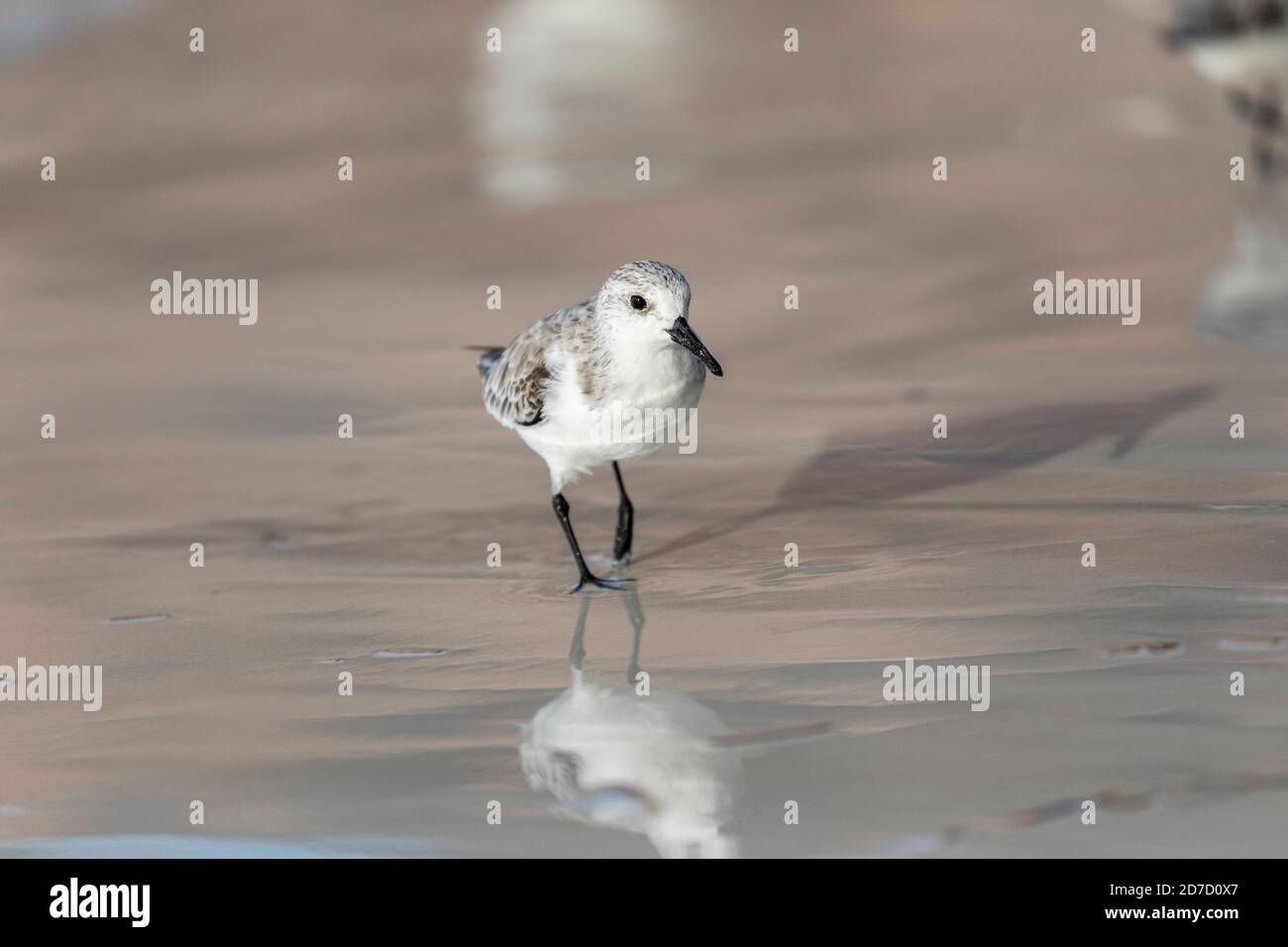 Sanderling; Calidris alba; Walking; UK Stock Photo - Alamy