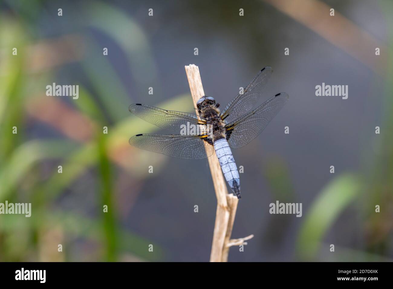 Scarce Chaser; Libellula fulva; Male; Cambridgeshire; UK Stock Photo ...