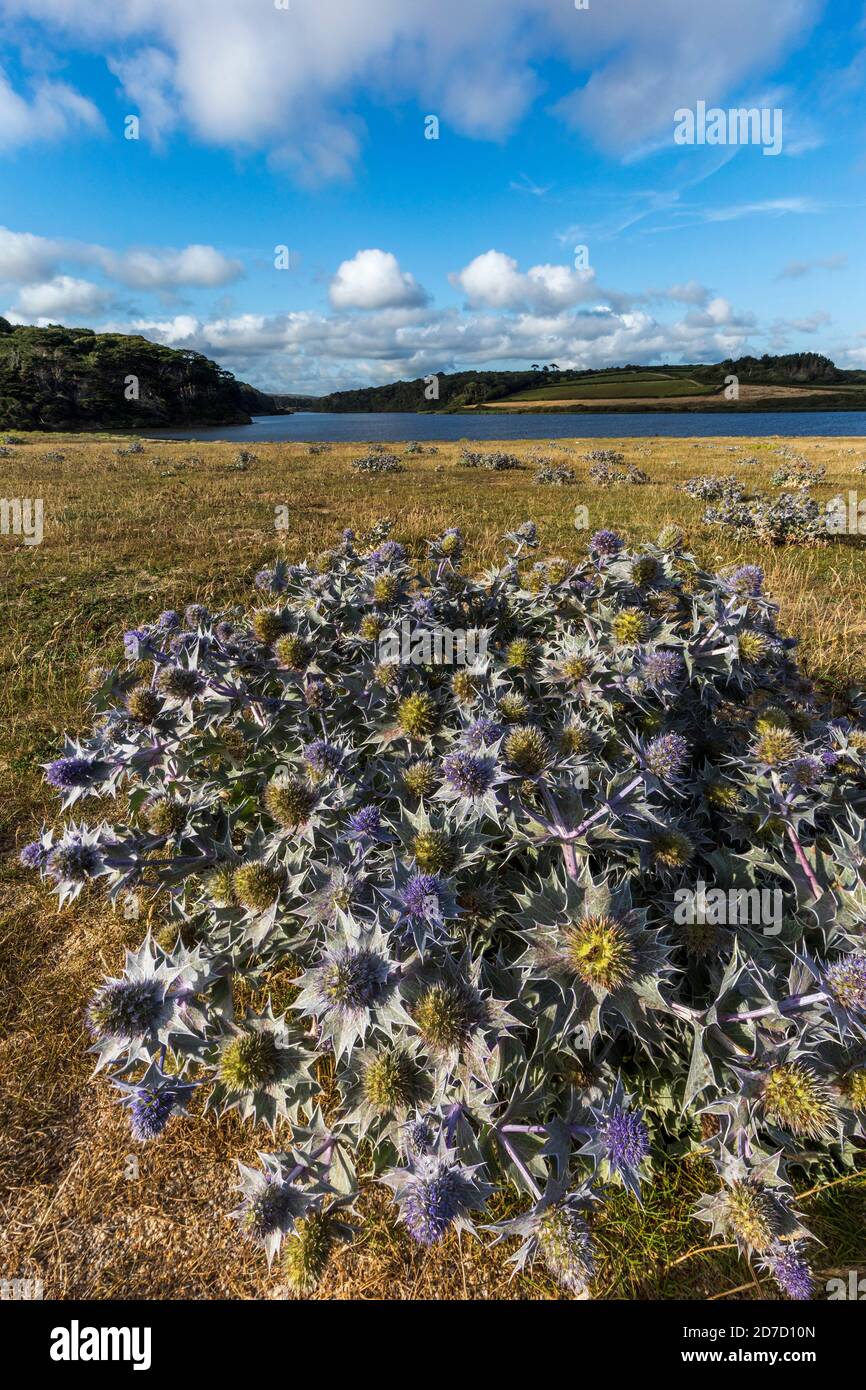 Sea Holly; Eryngium maritimum; Loe Bar; Cornwall; UK Stock Photo - Alamy