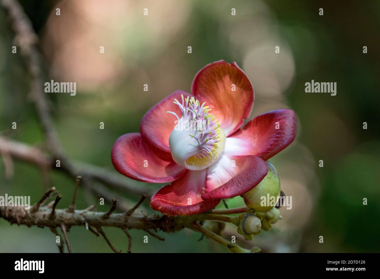 Seychelles flower hi-res stock photography and images - Alamy