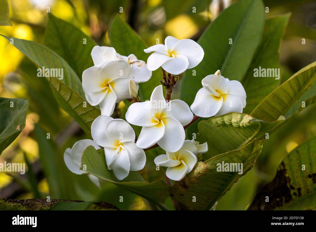 Seychelles flowers hi-res stock photography and images - Alamy