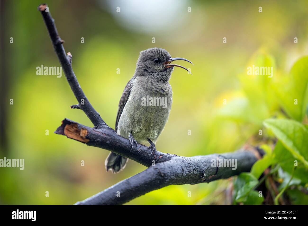 Seychelles Sunbird; Cinnyris dussumieri; Female; Seychelles Stock Photo ...