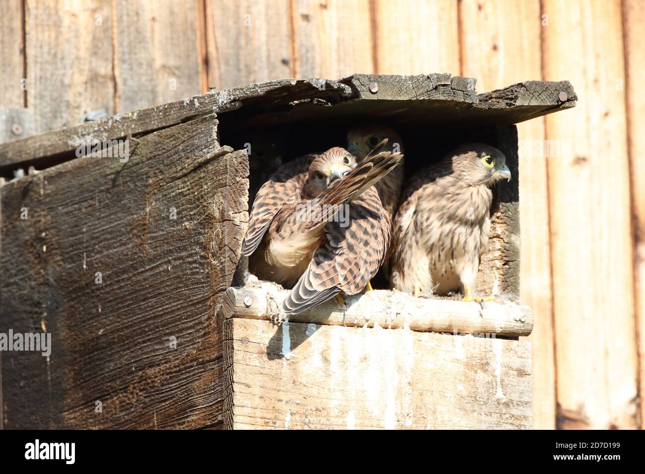 common kestrel (Falco tinnunculus) young birds at the nest box Germany Stock Photo - Alamy