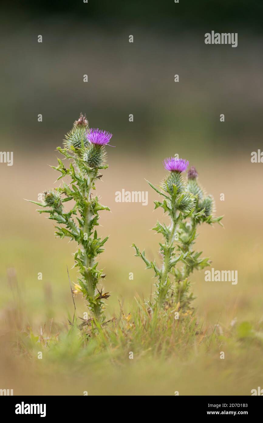 Spear Thistle; Cirsium vulgare; Flowering UK Stock Photo - Alamy
