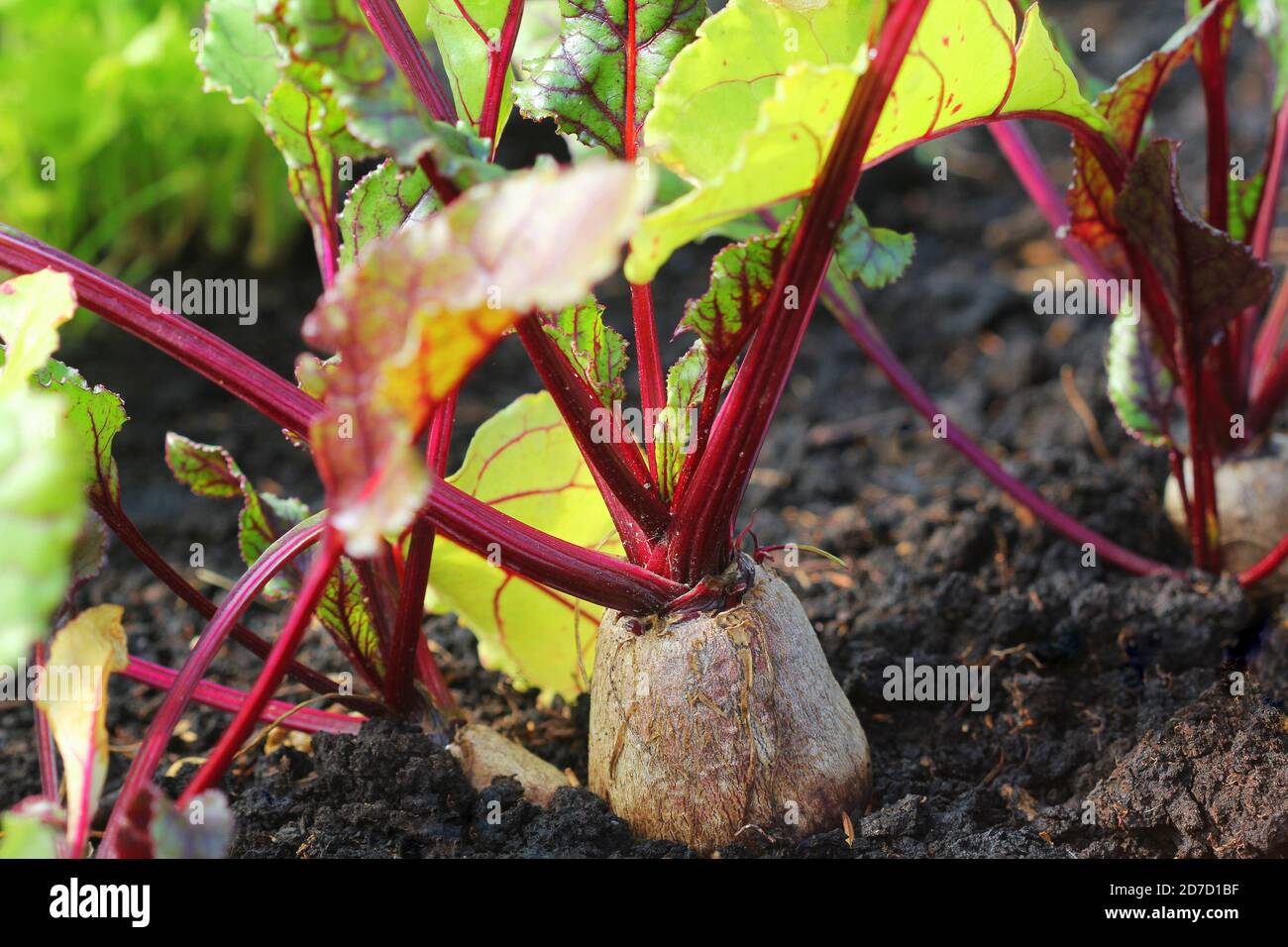 Beetroot head hi-res stock photography and images - Alamy