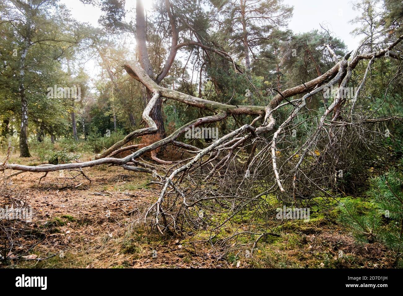Overturned trees in the Wahner Heide (Wahner heath) in Troisdorf near ...