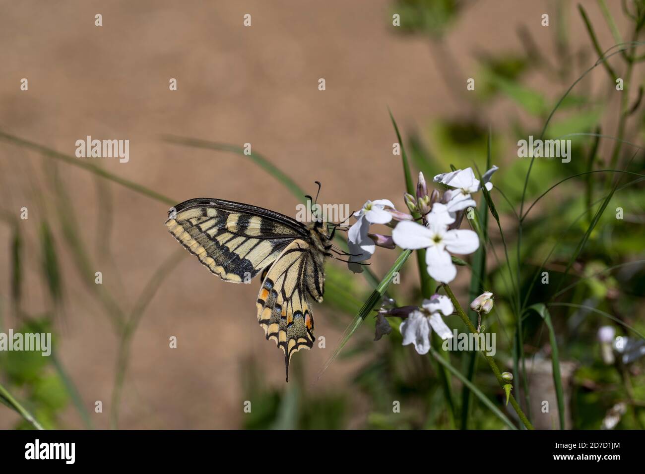 Swallowtail Butterfly; Papilio machaon; Norfolk; UK Stock Photo - Alamy