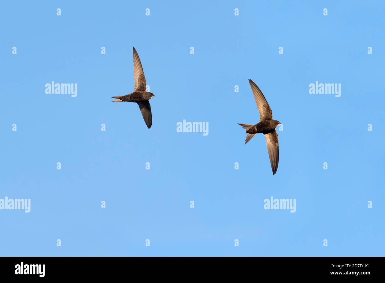 Swifts in flight hi-res stock photography and images - Alamy