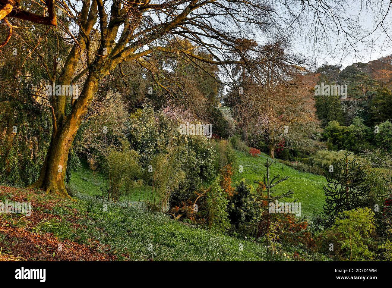 Trebah Garden; Spring; Cornwall; UK Stock Photo - Alamy