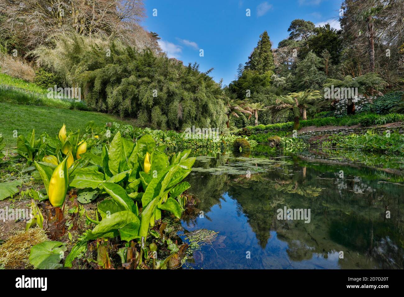 Trebah Garden; Spring; Cornwall; UK Stock Photo - Alamy