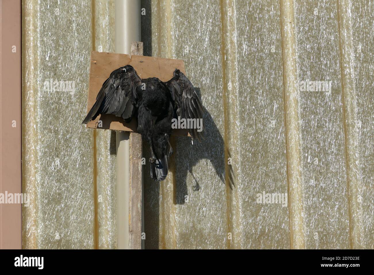 Crow nailed to a door to ward off bad luck Stock Photo - Alamy