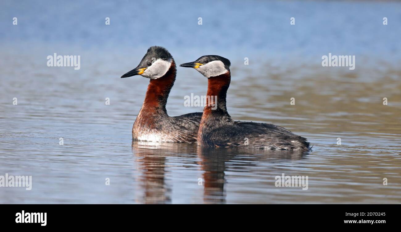 Female red necked grebe hi-res stock photography and images - Alamy