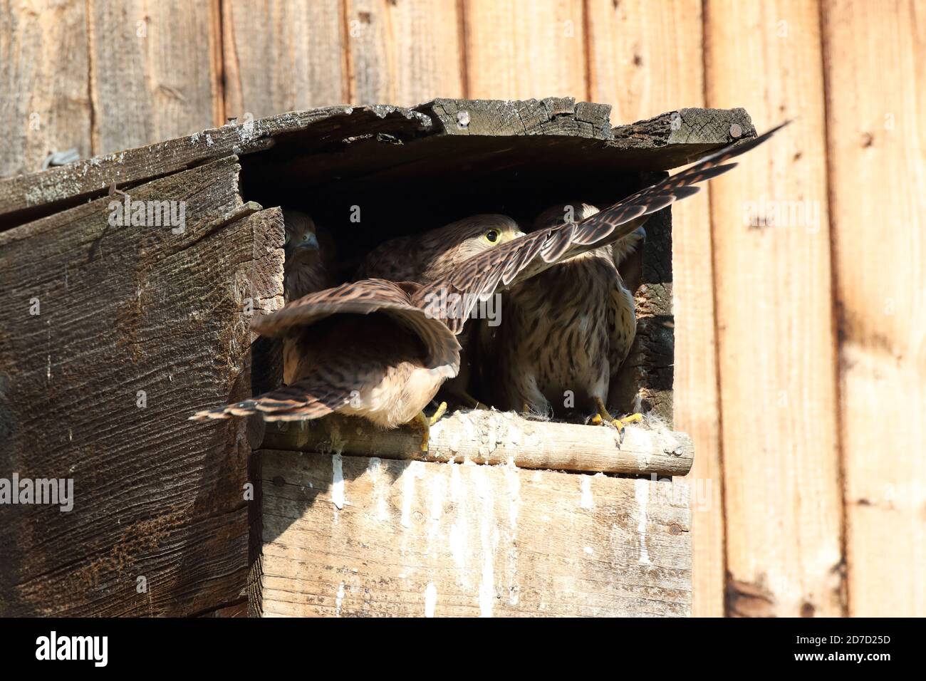 common kestrel (Falco tinnunculus) young birds at the nest box Germany Stock Photo - Alamy