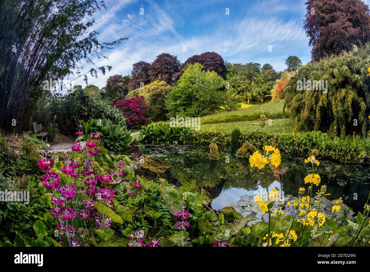 Trebah Garden; Spring; Cornwall; UK Stock Photo - Alamy