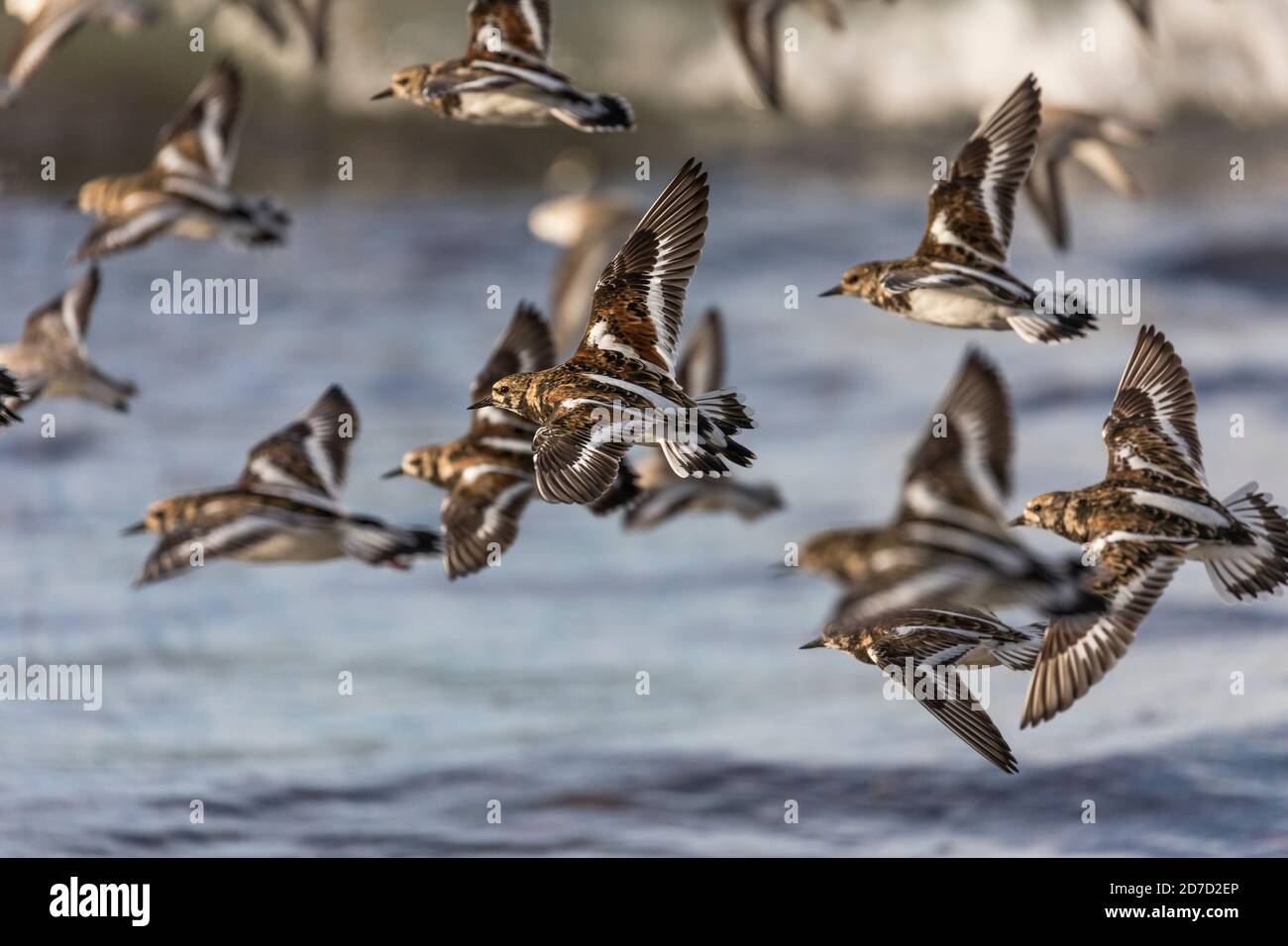 Turnstones in flight hi-res stock photography and images - Alamy
