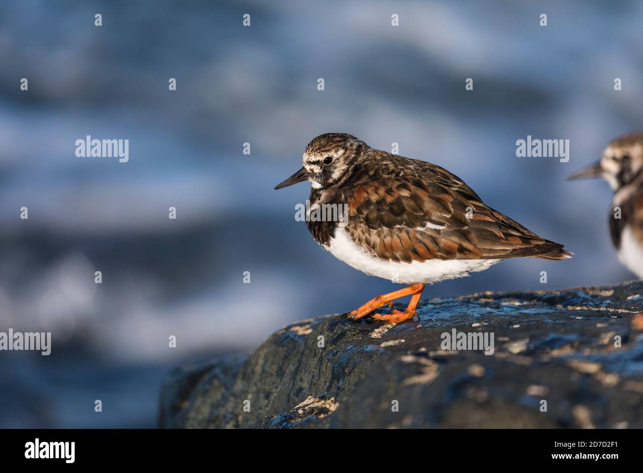 Turnstone summer plumage hi-res stock photography and images - Alamy