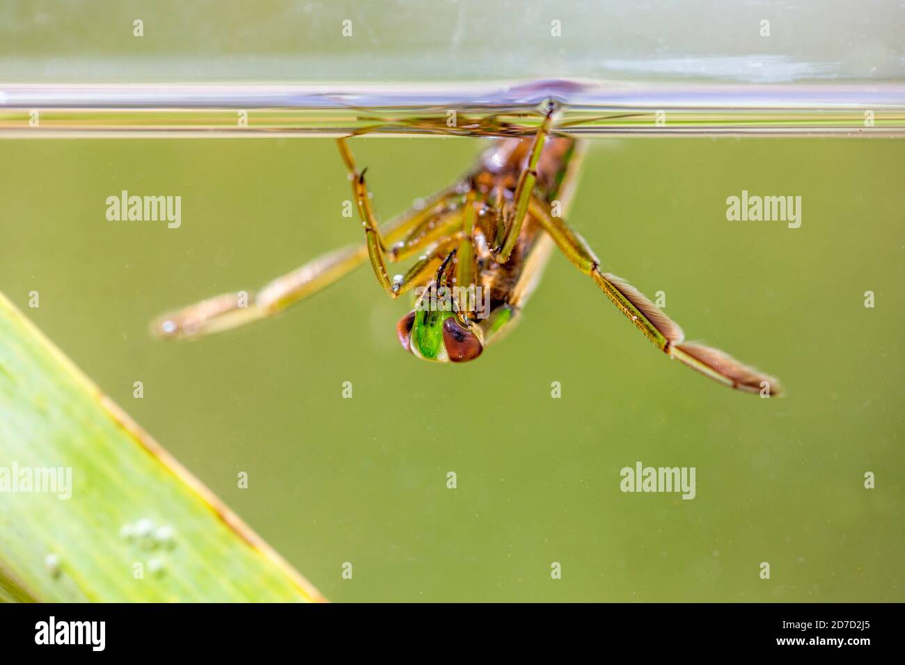 Water Boatman; Corixa punctata; UK Stock Photo - Alamy