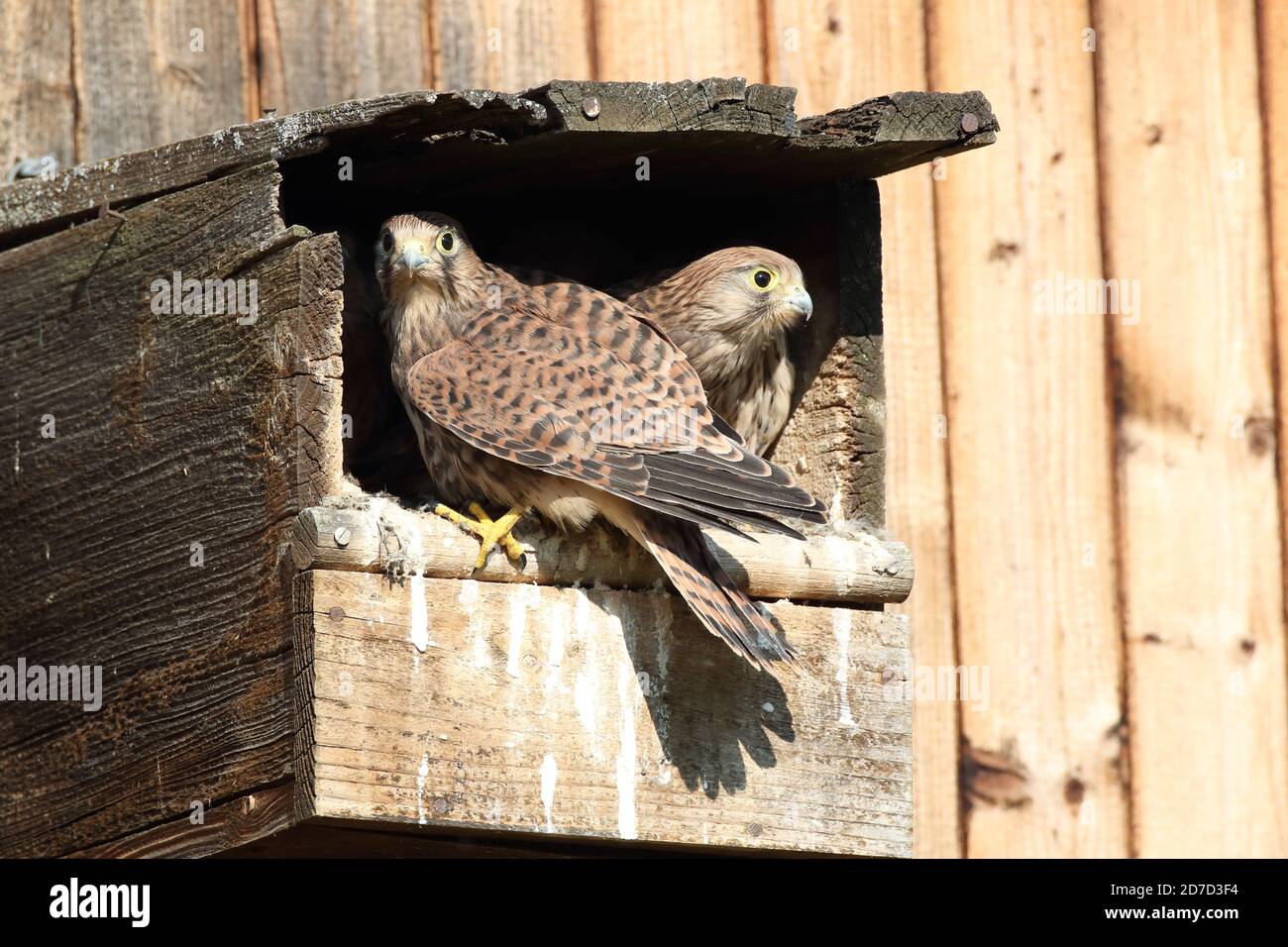 common kestrel (Falco tinnunculus) young birds at the nest box Germany Stock Photo - Alamy