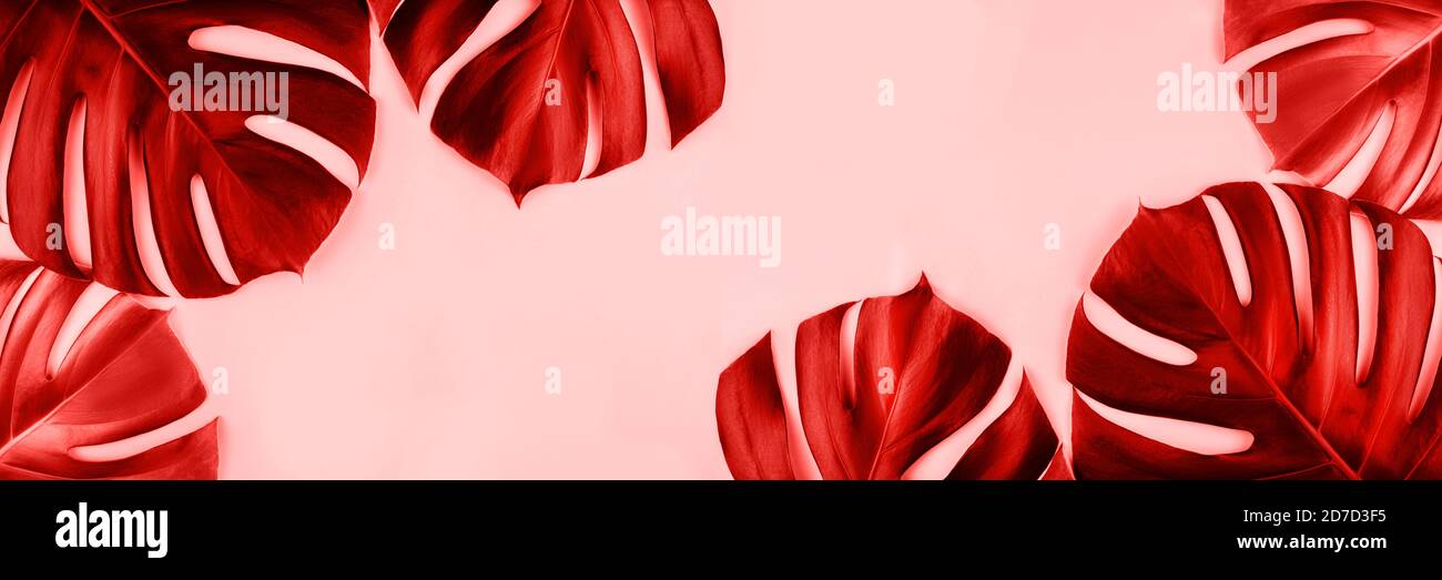 Red tropical jungle monstera leaves isolated on red background Stock ...