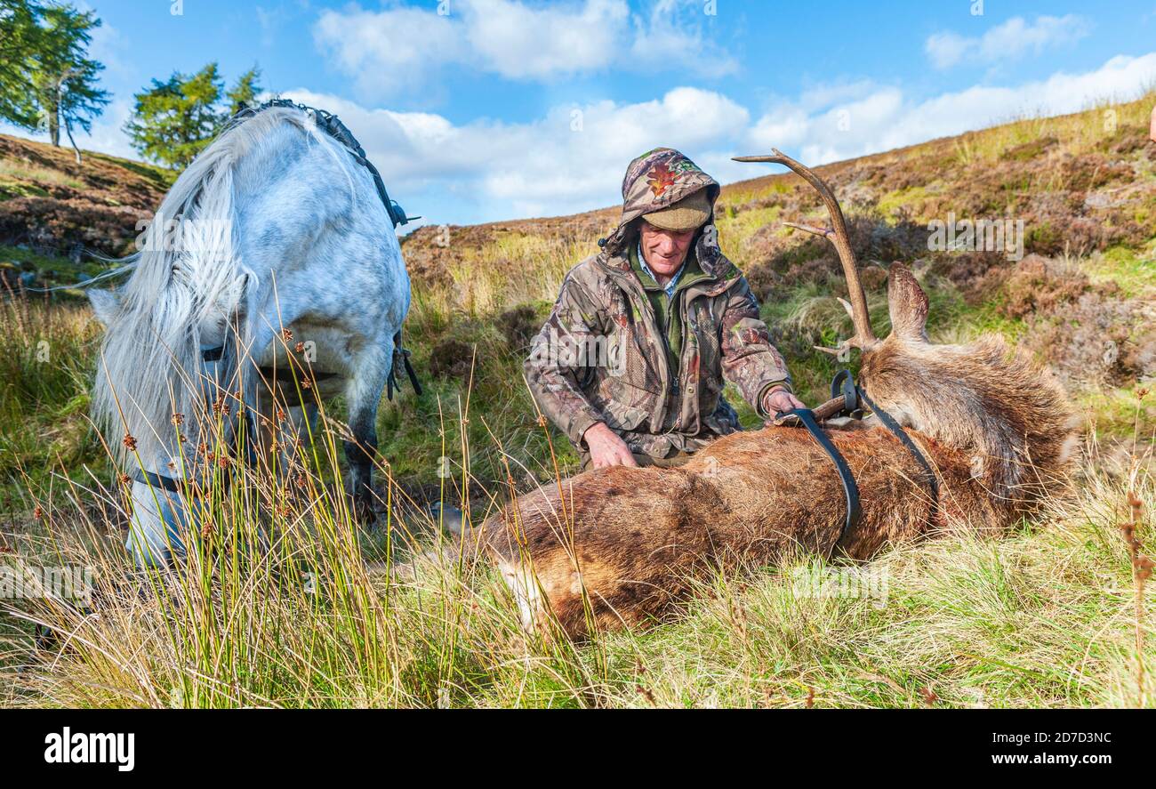 Scotland, UK – A ghillie’s preparing a Red Stag to be carried by a ...