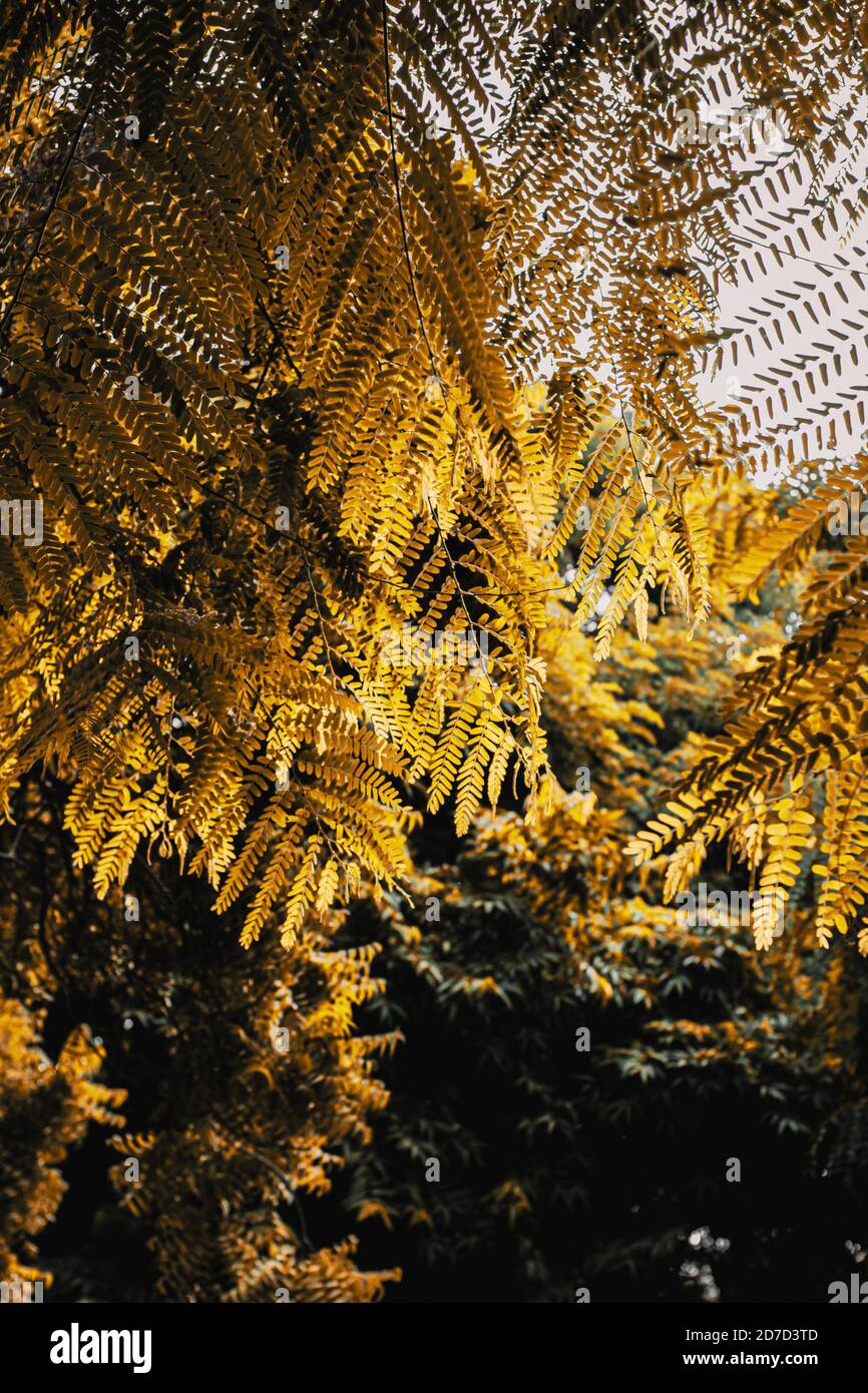 Gold autumn with sunlight and sunbeams / Beautiful Trees in the forest ...