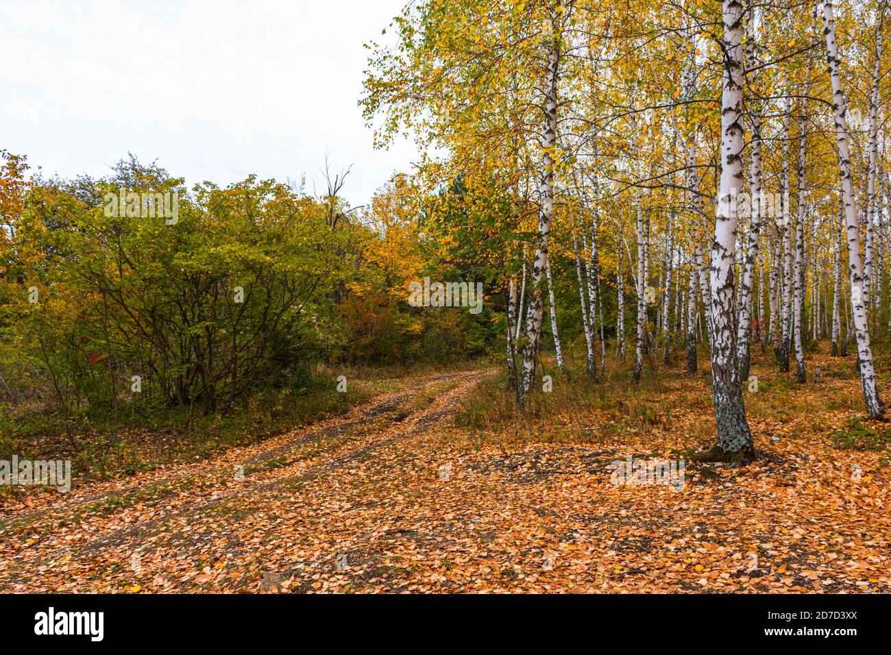 Edge of a mixed forest hi-res stock photography and images - Alamy