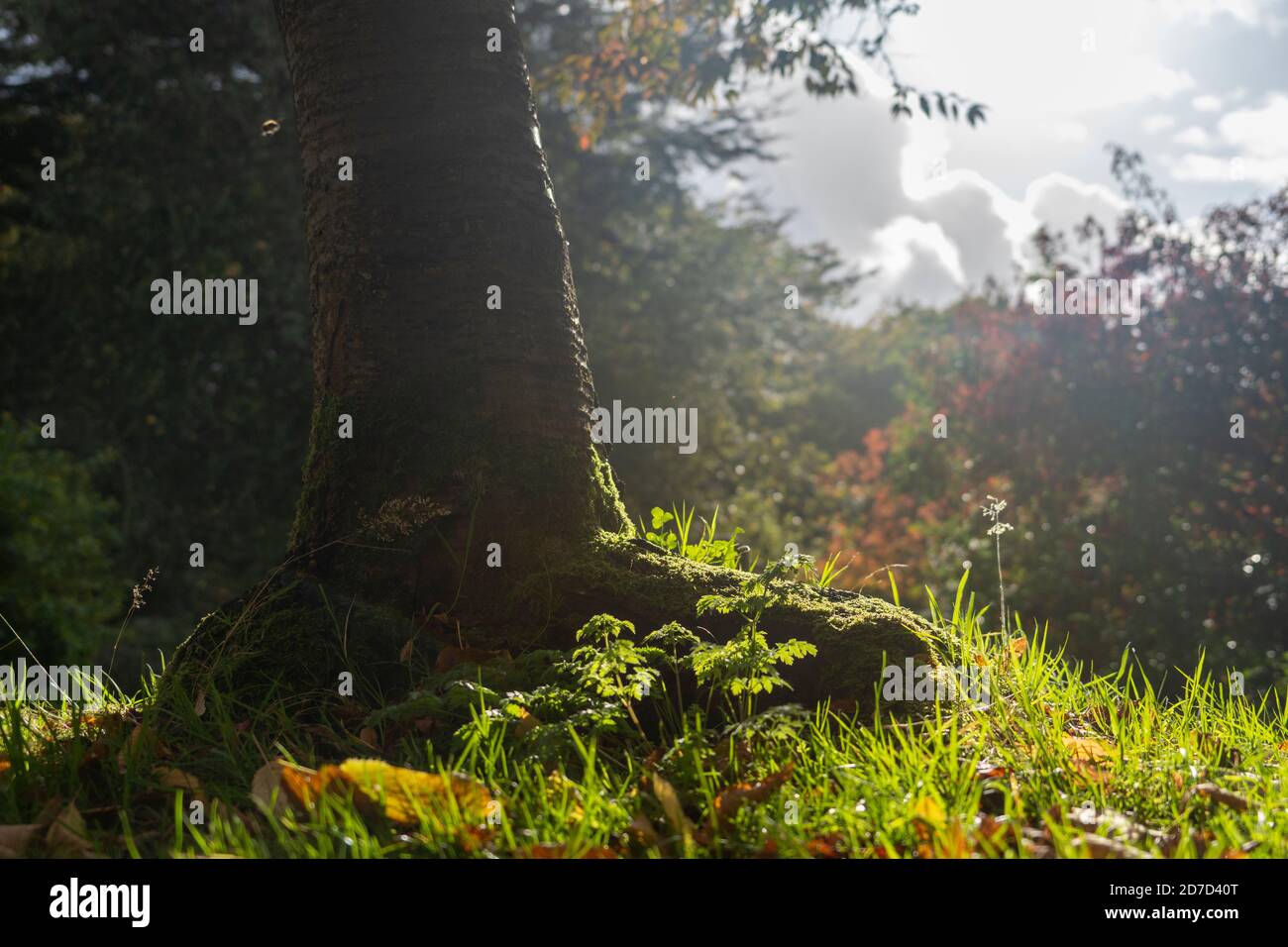 Base of a tree in hazy sunshine Stock Photo - Alamy