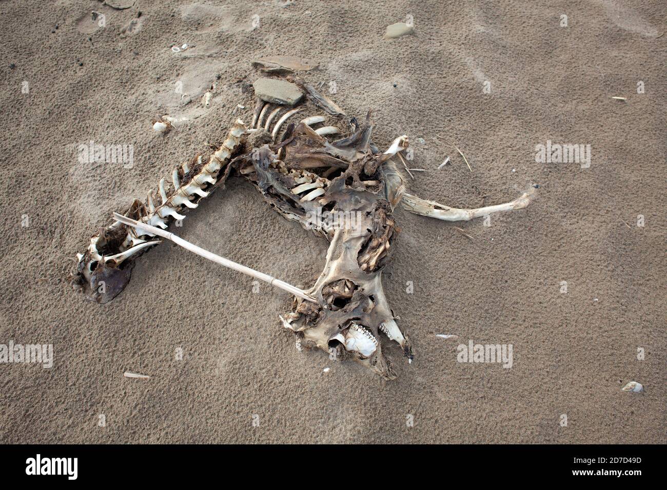 Dead goat hi-res stock photography and images - Alamy