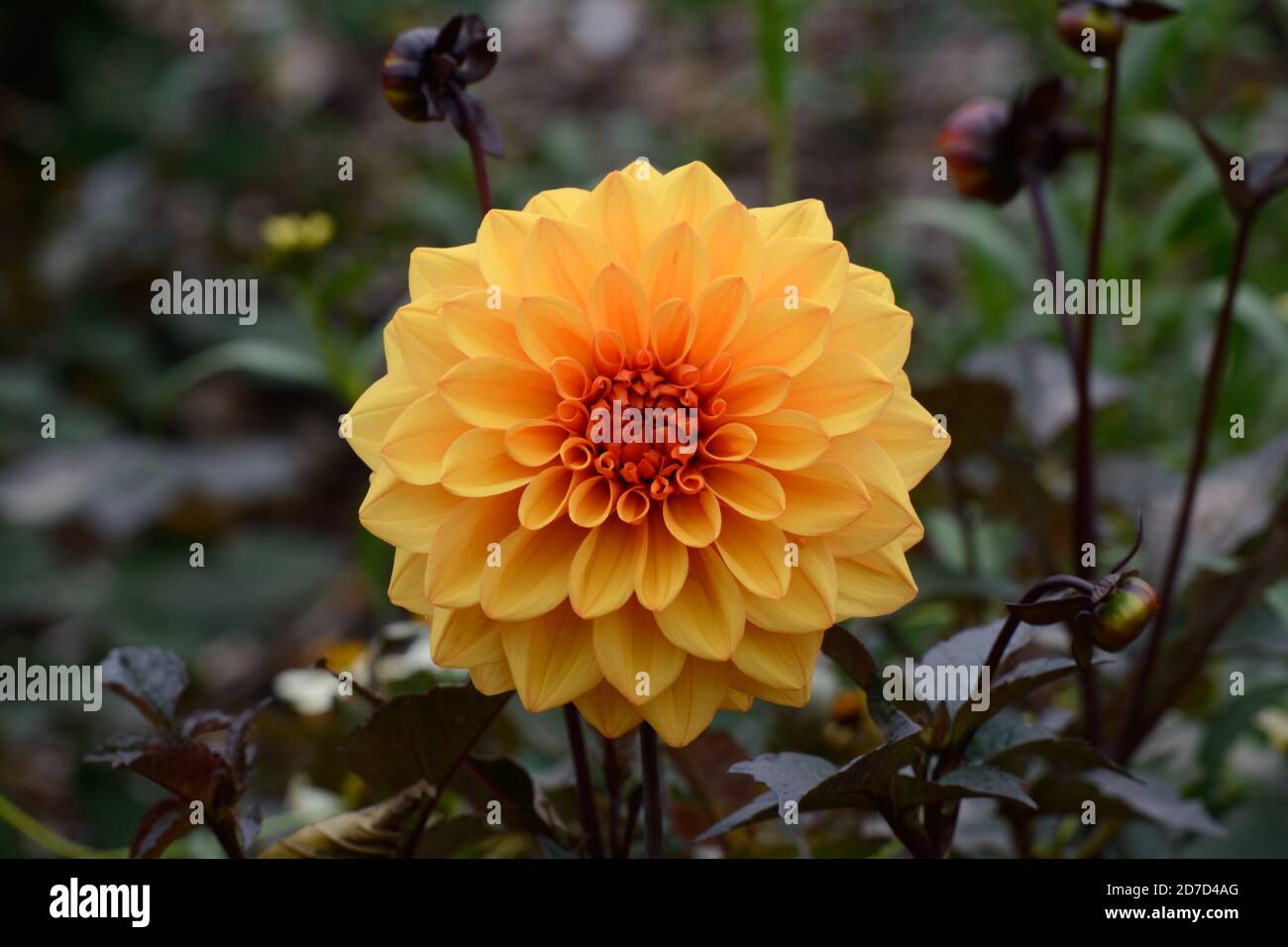 Fully double dahlia flowers with rounded petals hi-res stock ...