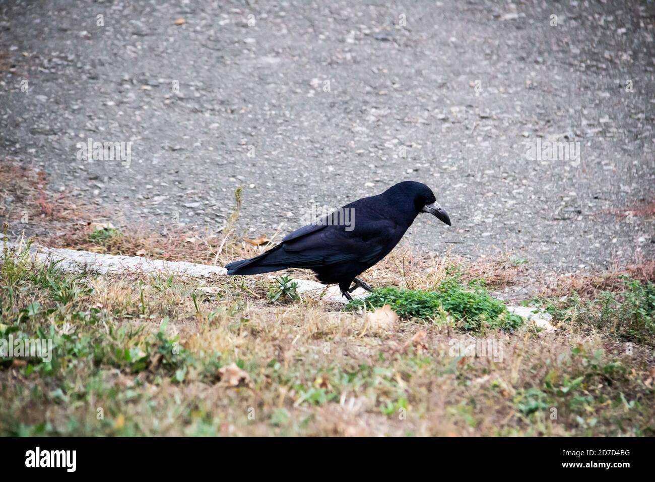 A Rook bird is walking and searching a food in the ground. Beautiful ...
