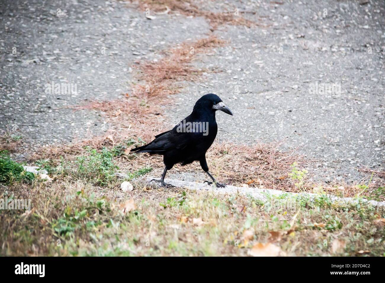 Refined look hi-res stock photography and images - Alamy