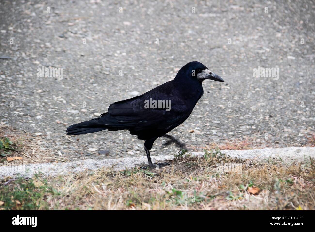 A Rook bird is walking and searching a food in the ground. Beautiful ...