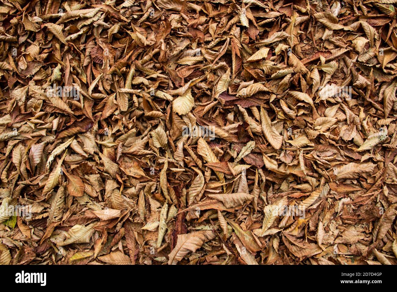 Dry leaves chestnut cover the ground. Nature of brown texture leaves ...