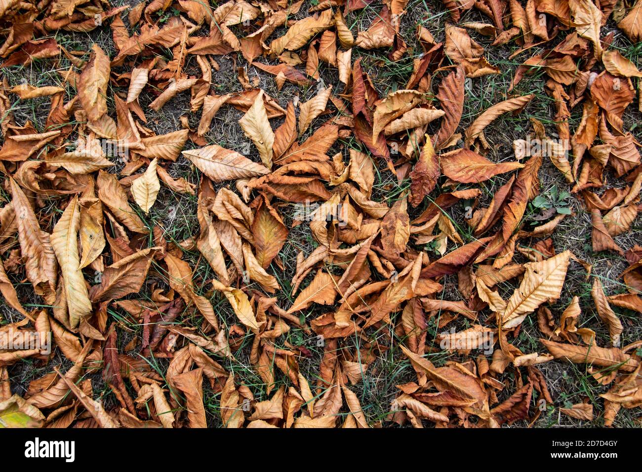 Dry leaves chestnut cover the ground. Nature of brown texture leaves ...