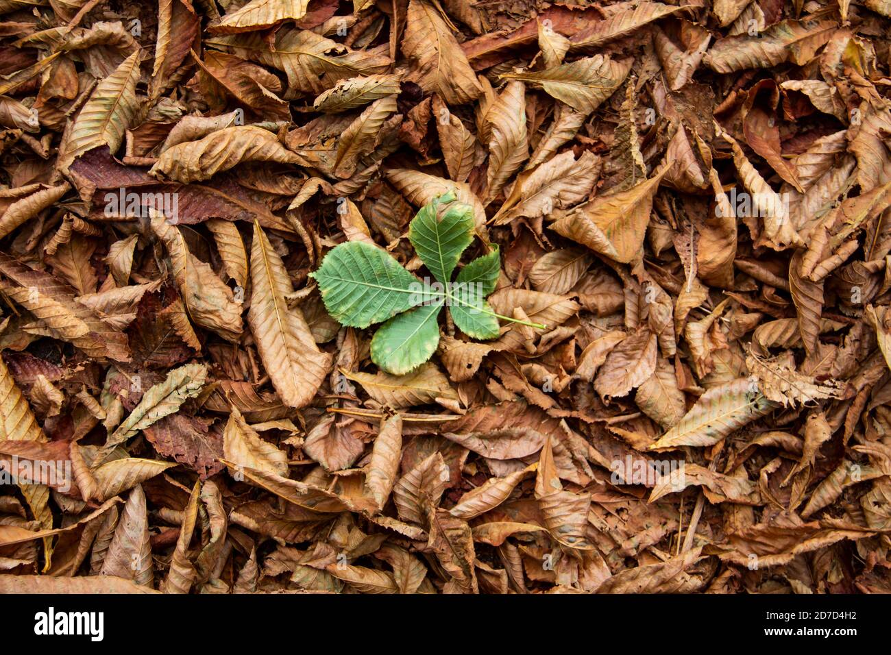 Dry leaves chestnut cover the ground. Nature of brown texture leaves ...