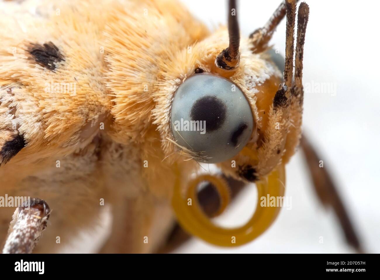 Macro Photography of Eye of Little Yellow Butterfly Isolated on White ...