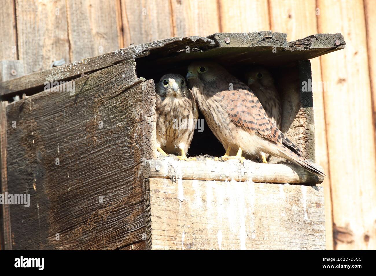 common kestrel (Falco tinnunculus) young birds at the nest box Germany ...