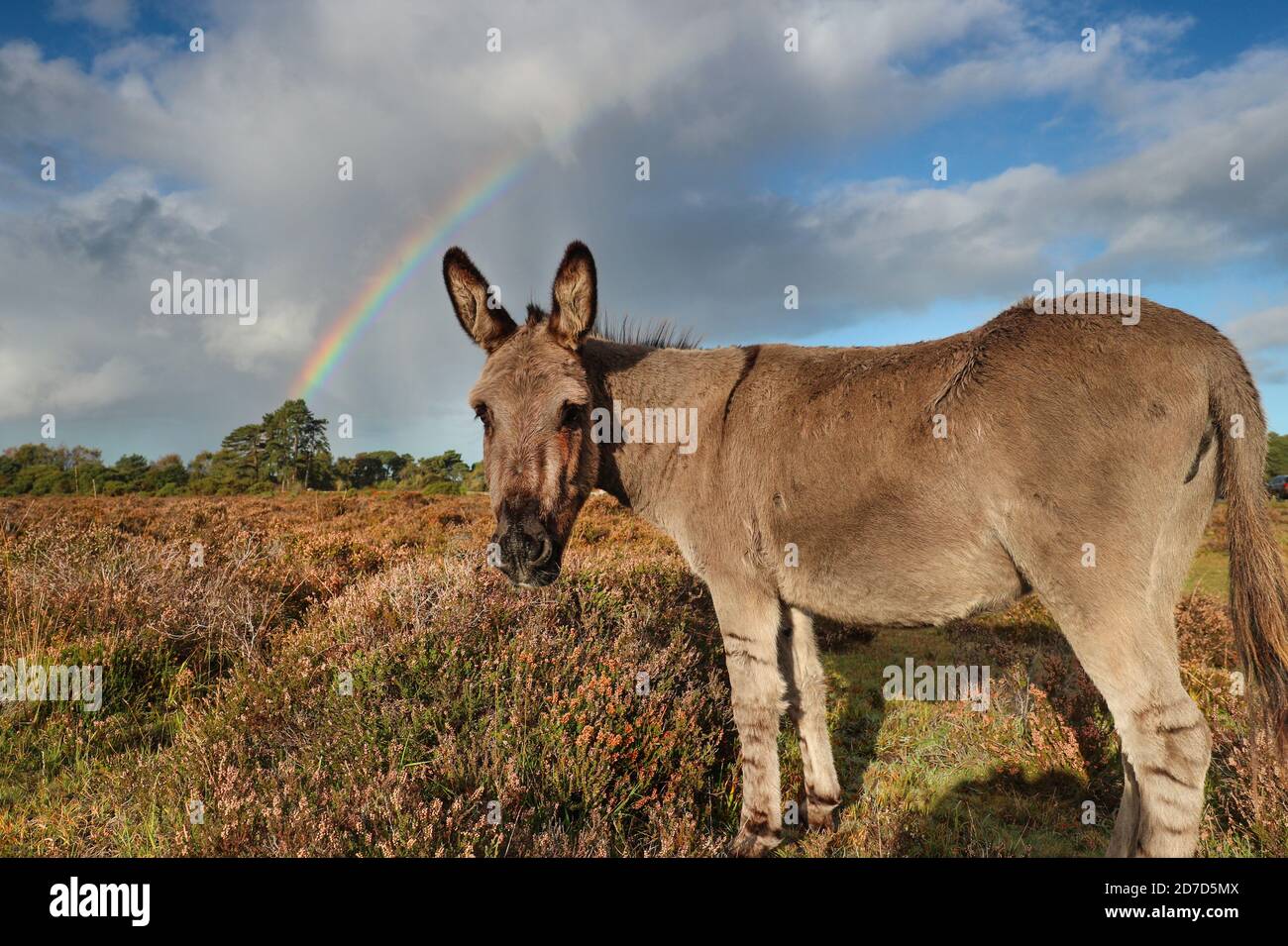 Donkey in rain hi-res stock photography and images - Alamy