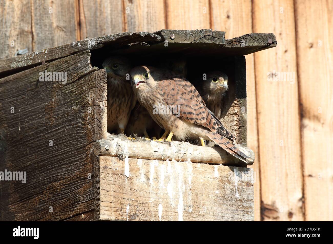 common kestrel (Falco tinnunculus) young birds at the nest box Germany Stock Photo - Alamy