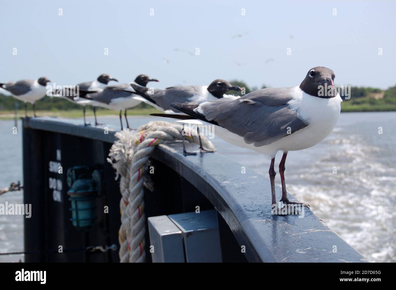 Laughing gulls hi-res stock photography and images - Alamy