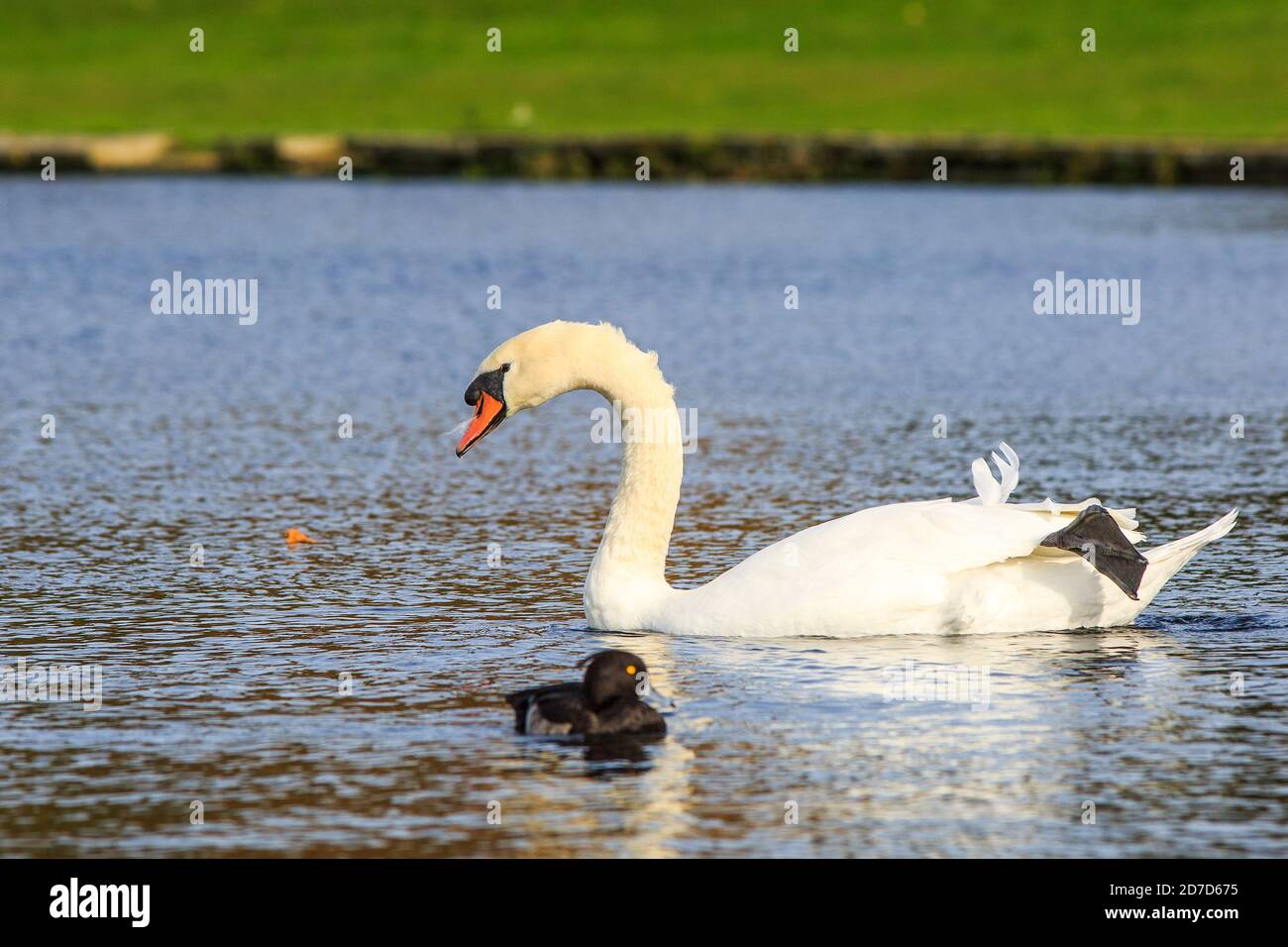 Swan feet hi-res stock photography and images - Alamy