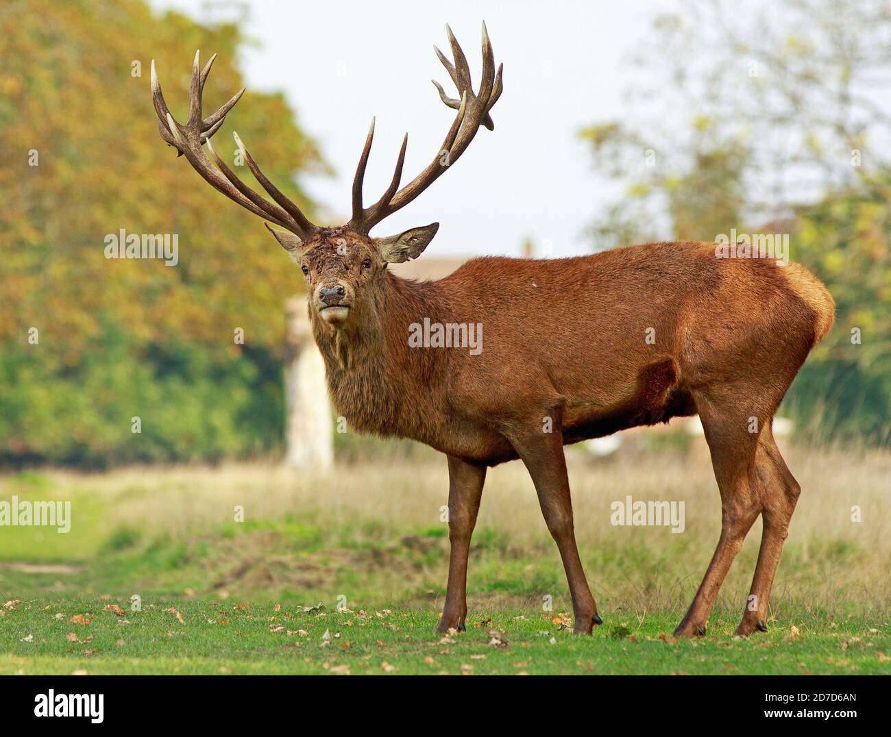 Beautiful Red Stag looking directly into camera, with anatural wood ...