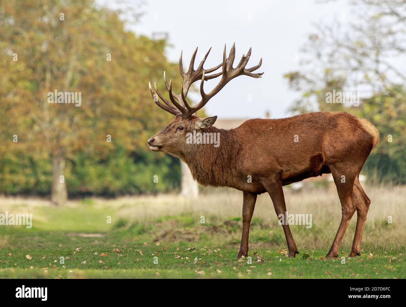 Beautiful adult Red Stag with magnificent Antlers Stock Photo - Alamy