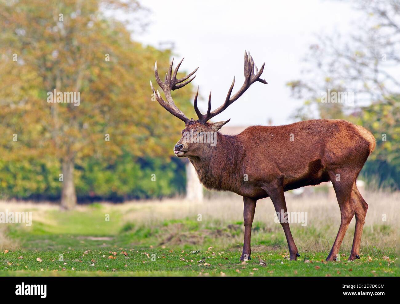 Impressive Red Stag with huge antlers standing on lush green grass with ...